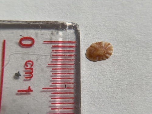 Subespecie Siphonaria acmaeoides paulae · NaturaLista Colombia