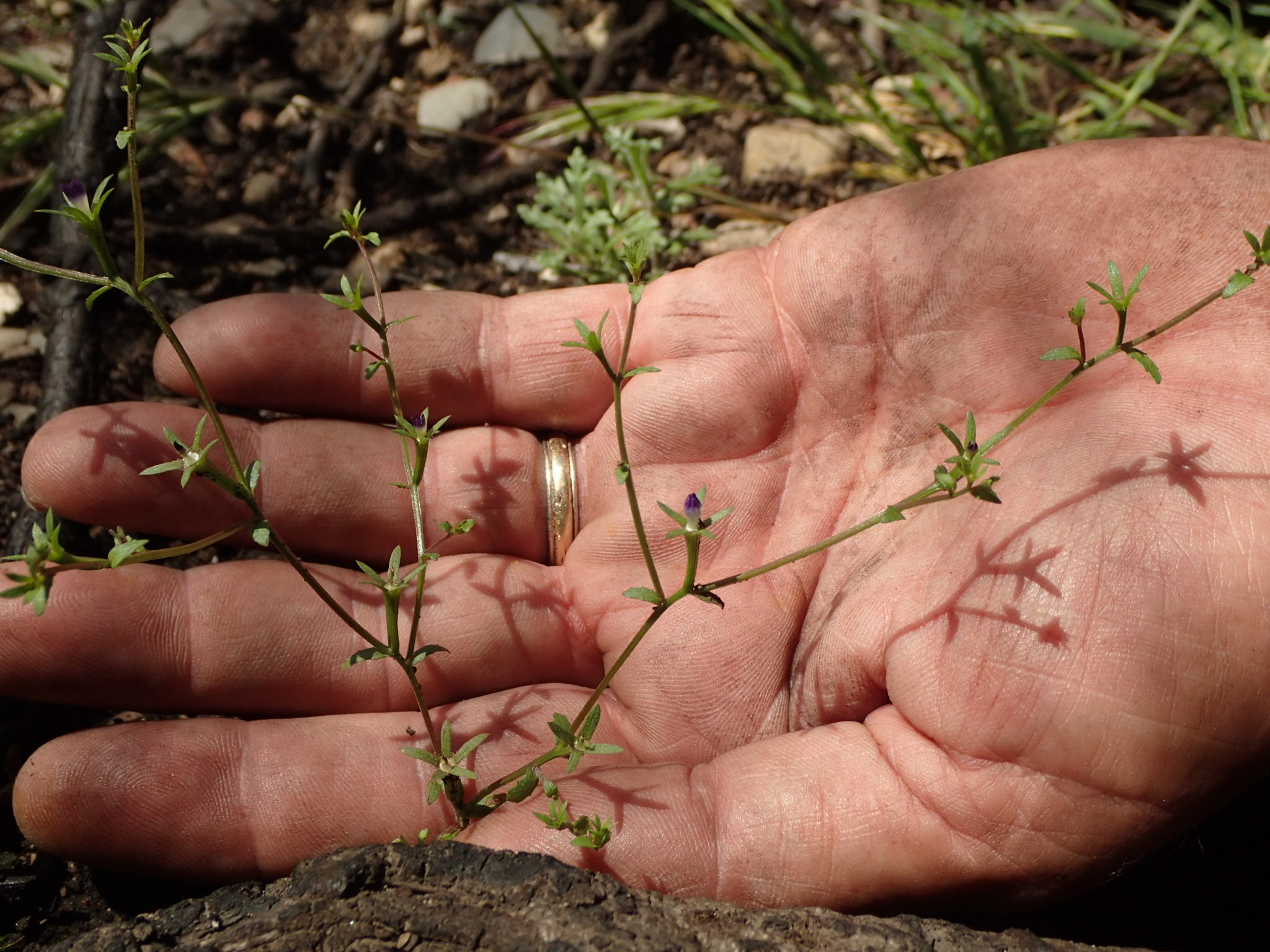 Githopsis diffusa A.Gray