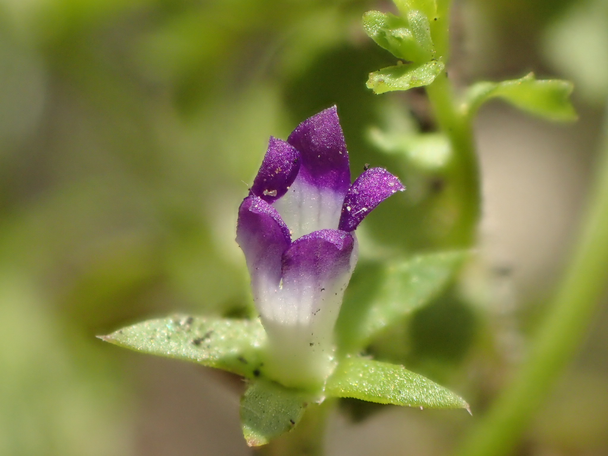 Githopsis diffusa A.Gray