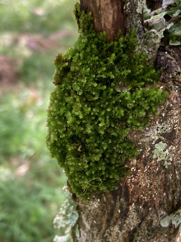 Macromitrium from Burraneer Rd, Coomba Park, NSW, AU on July 9, 2024 at ...