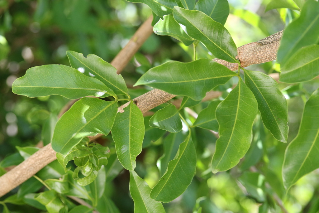 Inkwood from North Key Largo, FL 33037, USA on May 30, 2019 at 02:54 PM ...