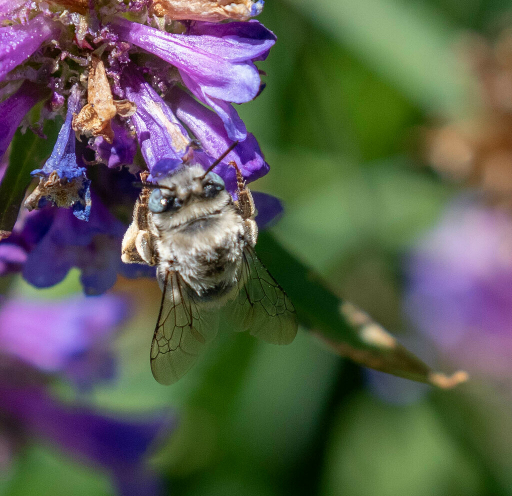 Urbane Digger Bee from Washoe County, NV, USA on July 06, 2024 at 10:19 ...