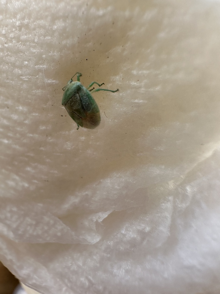 Red-shouldered Stink Bug from E American Beauty Ave, Las Vegas, NV, US ...