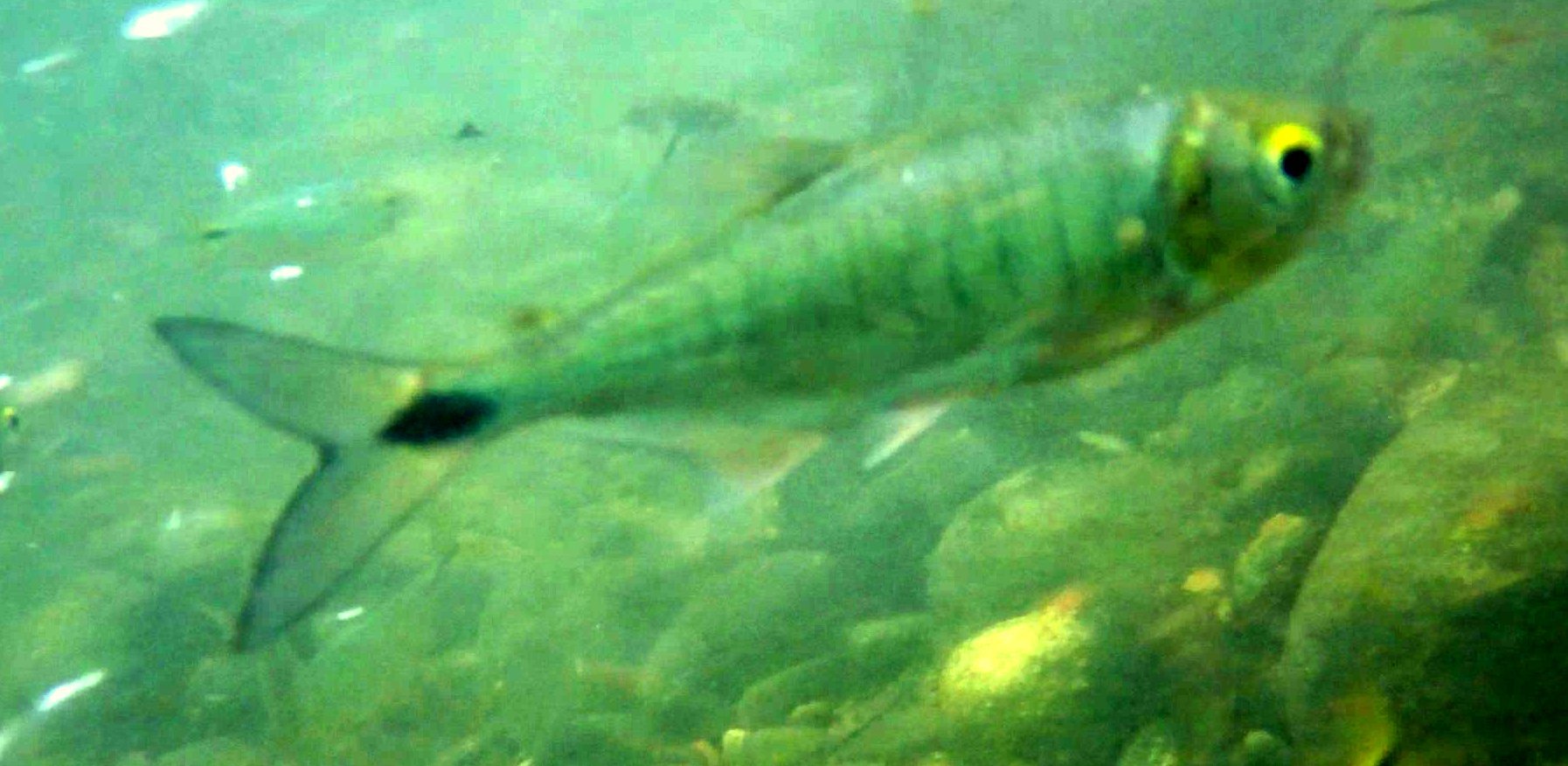 Brycon guatemalensis Regan, 1908