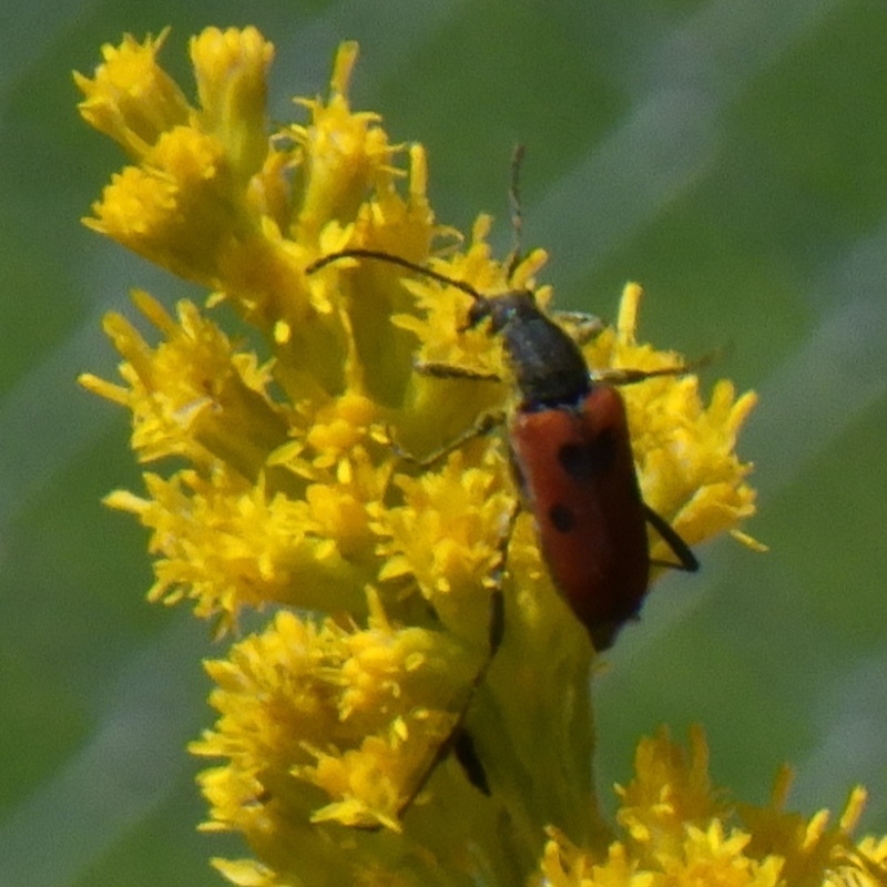 Dimorphic Flower Longhorn Beetle from Manito, Spokane, WA, USA on July ...