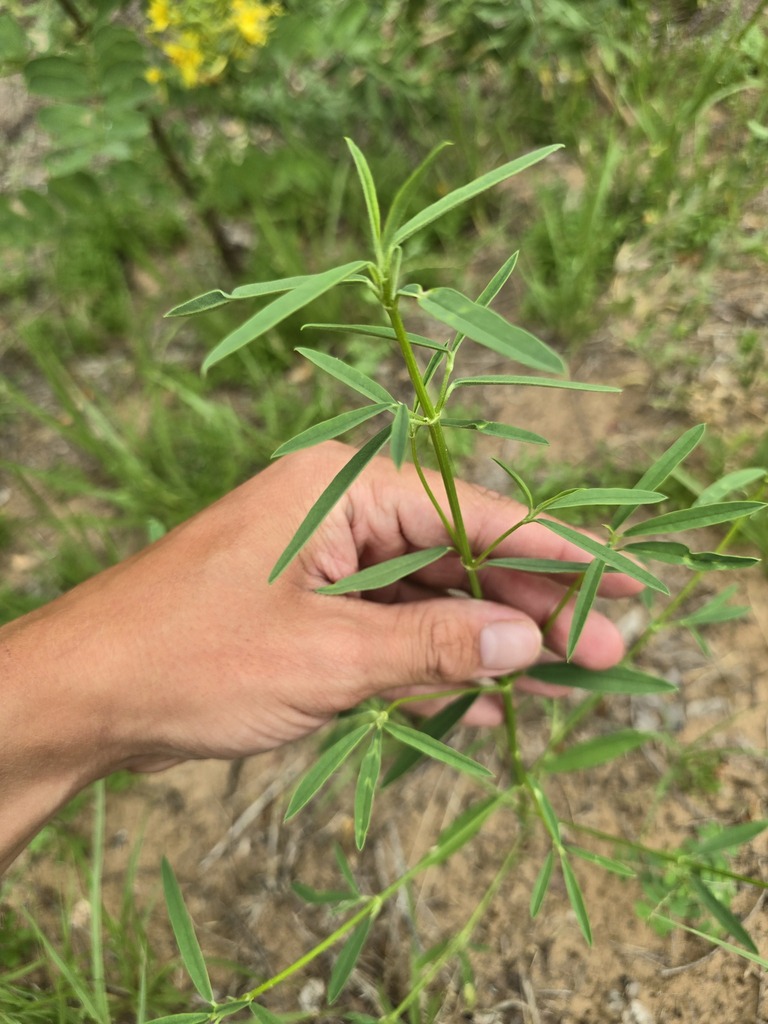 Sixangle Spurge from Woods County, OK, USA on July 2, 2024 at 05:18 PM ...