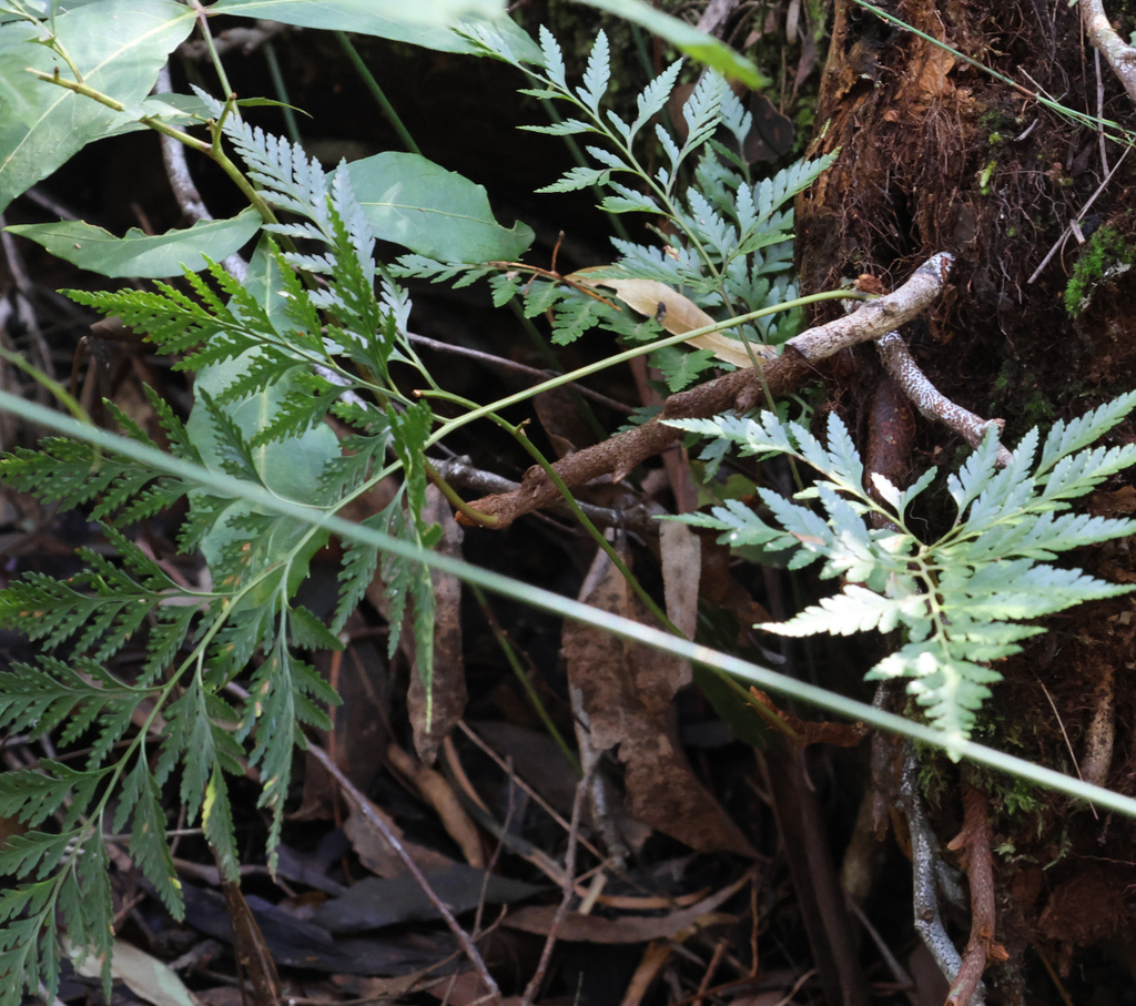 giant hare's foot fern from Carricks Rd, Springbrook QLD 4213 ...
