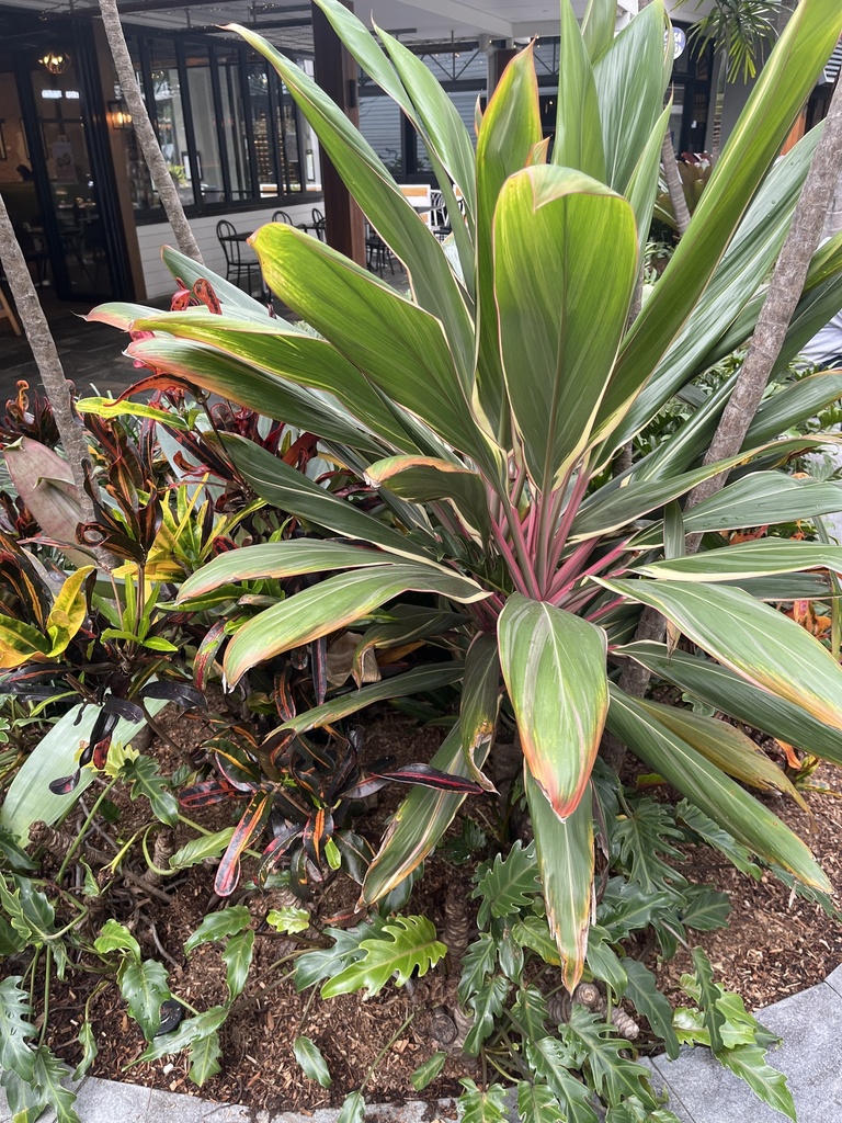 cabbage trees and allies from Westfield Chermside, Chermside, QLD, AU ...