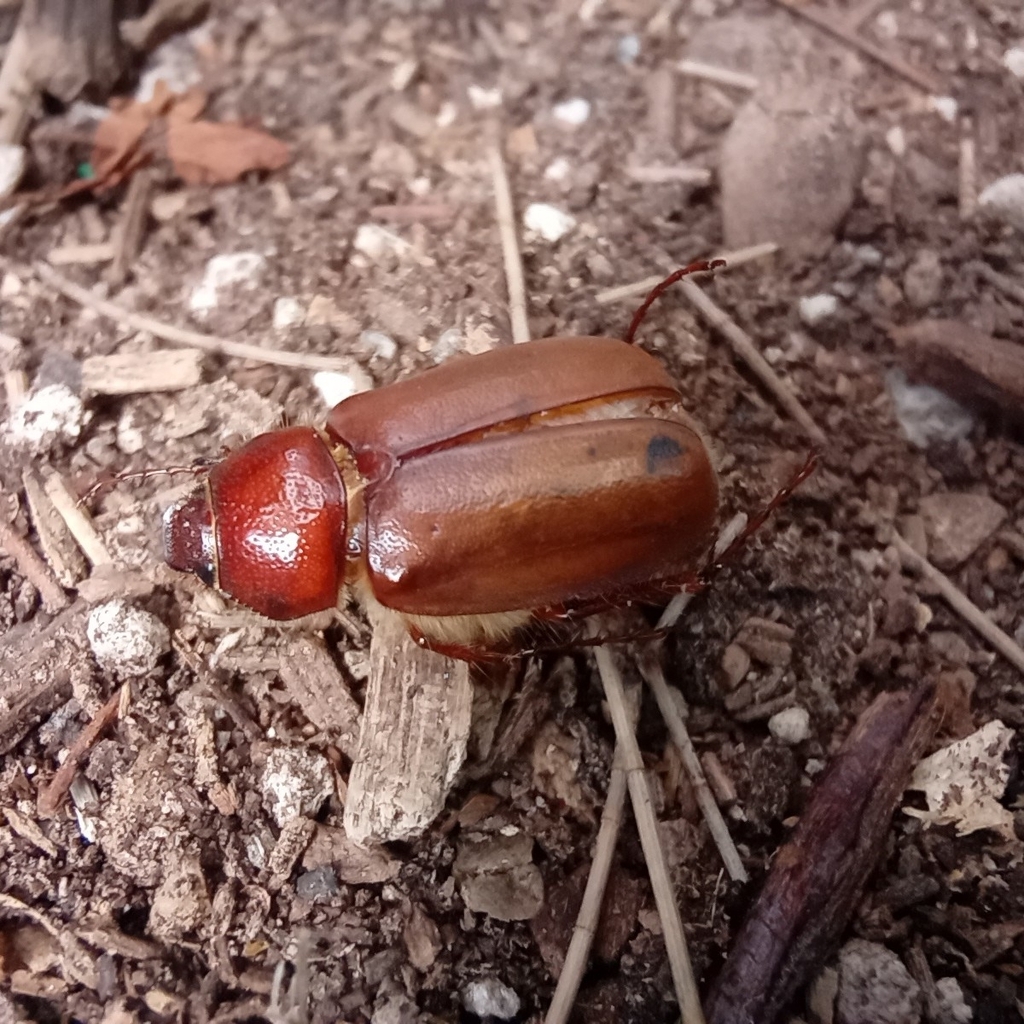 Mayate de Mayo desde Colinas de San Javier, 44660 Guadalajara, Jal ...