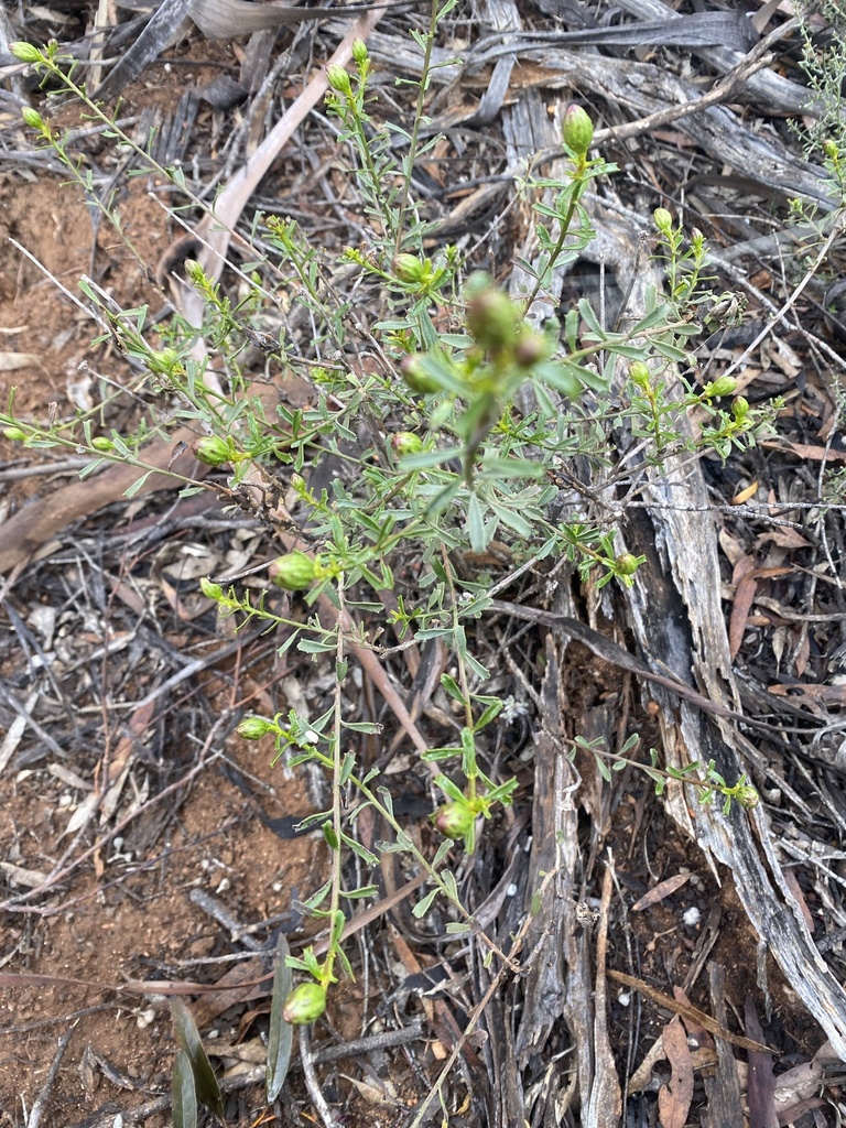 Splendid Daisy-bush from Mallee Cliffs National Park, Mallee, NSW, AU ...