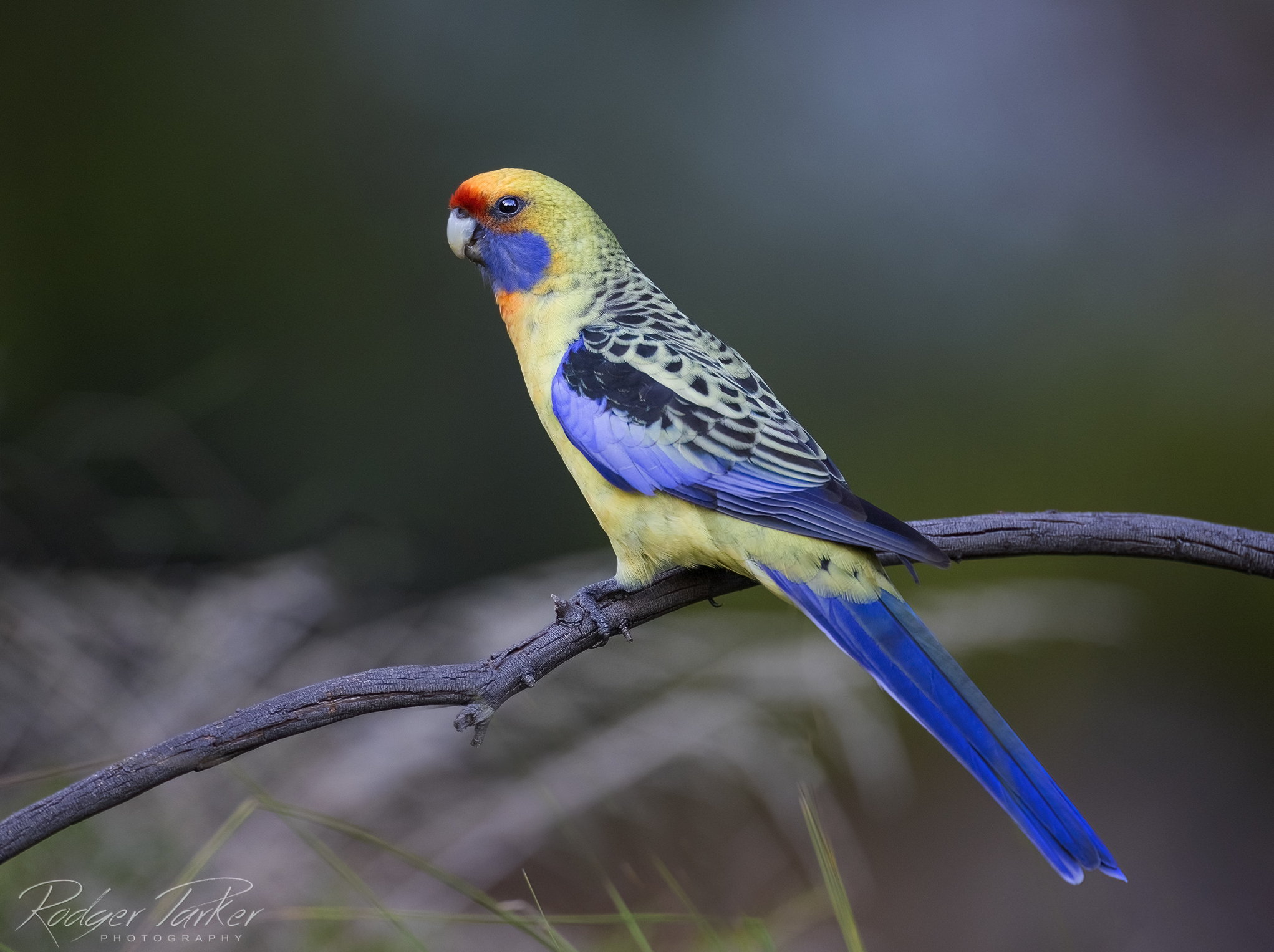 Yellow Rosella