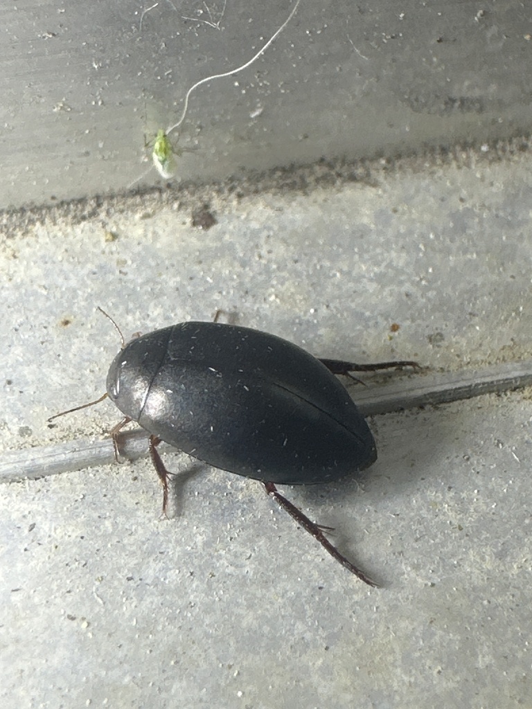 Ilybius in July 2024 by rmchubaty · iNaturalist