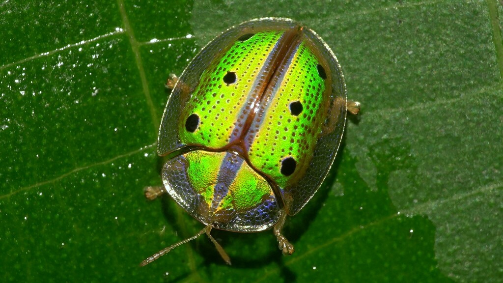 Indian Green Tortoise Beetle from Yeoor, Thane, Mumbai, Maharashtra ...
