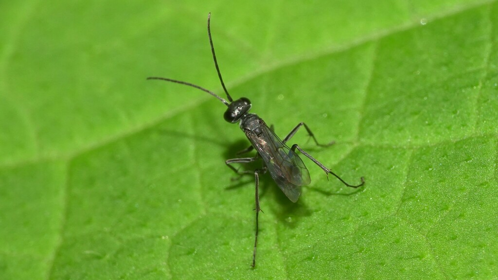 Pepsinae from Yeoor, Thane, Mumbai, Maharashtra, India on July 04, 2024 ...