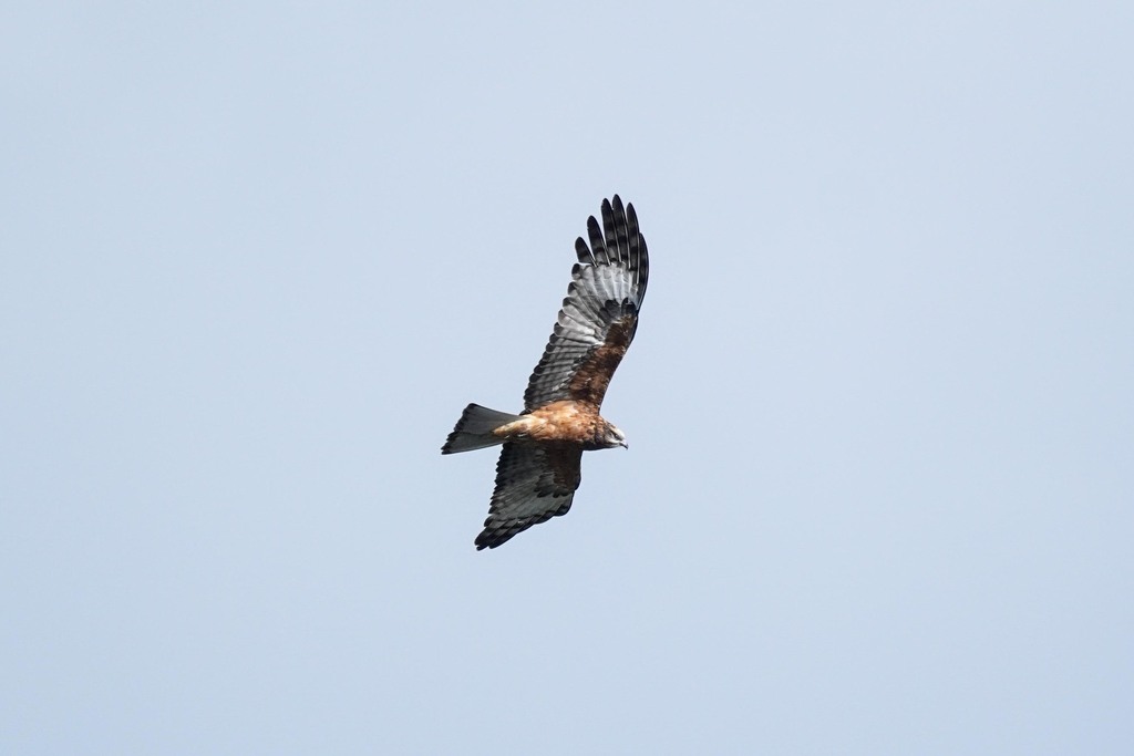 Square-tailed Kite in July 2024 by astallation. IG - @Ethan.astall ...