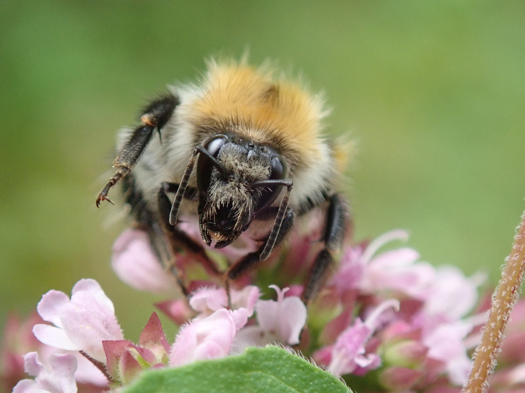 Common Carder Bumble Bee from Vorgarten on July 9, 2024 at 07:55 AM by ...