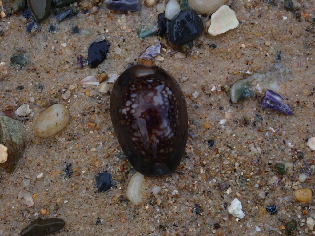 Snakehead Cowrie from Minnie Water NSW 2462, Australia on July 9, 2024 ...