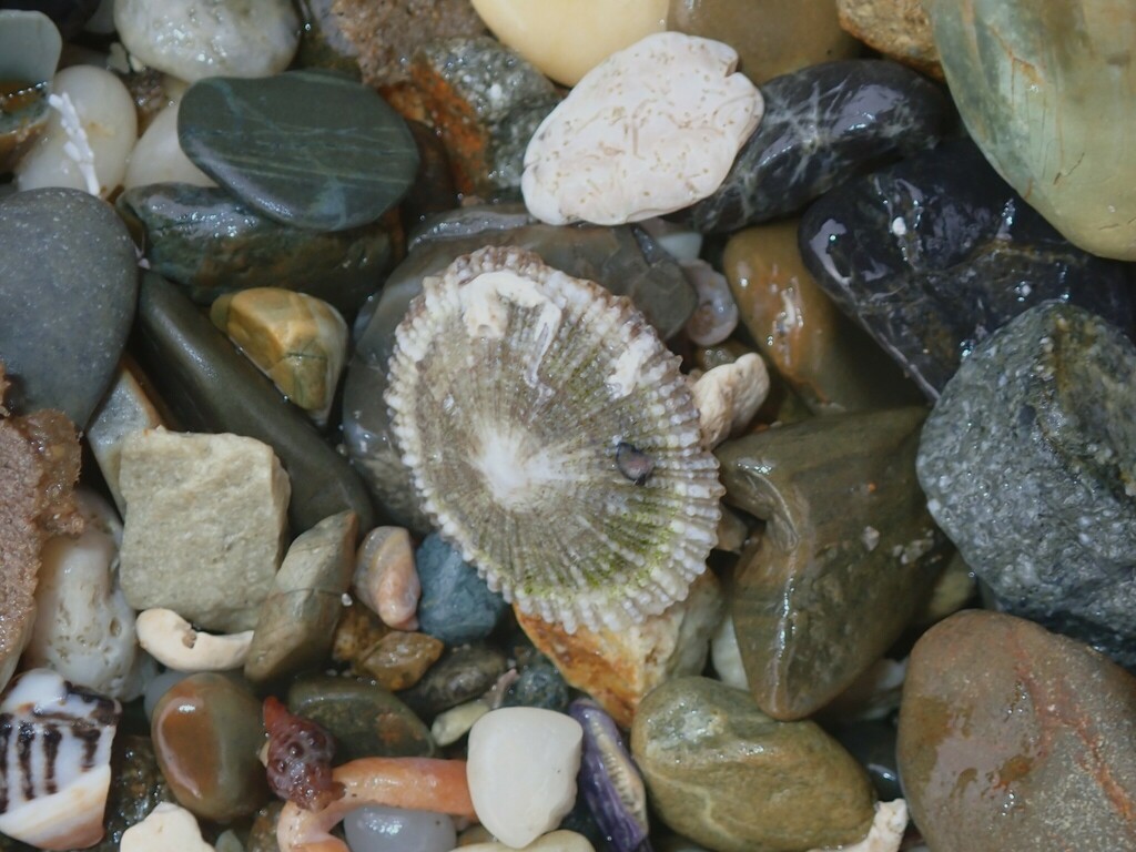 Cap-shaped False Limpet from Minnie Water NSW 2462, Australia on July 9 ...