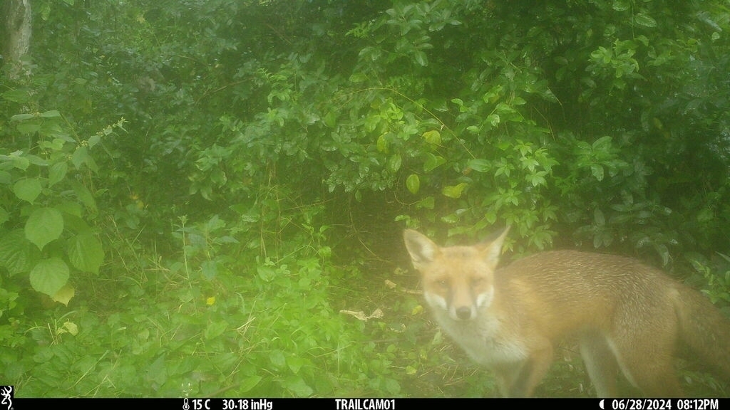 Red Fox from Hervey Bay QLD 4655, Australia on June 28, 2024 at 07:10 ...