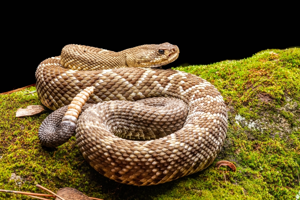 Basilisk Rattlesnake in July 2024 by Leonardo M. Martínez-Campos. 1st ...
