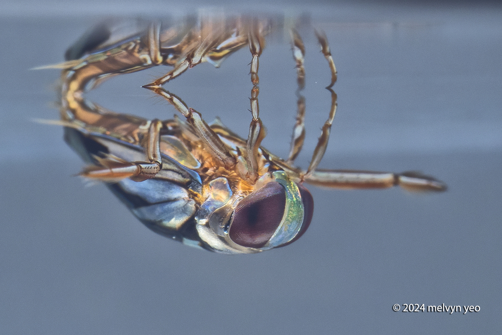 Enithares in March 2024 by Melvyn Yeo · iNaturalist