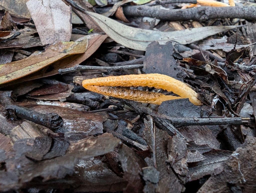 stinky squid from Engineering Mechanical, Callaghan NSW 2308, Australia ...