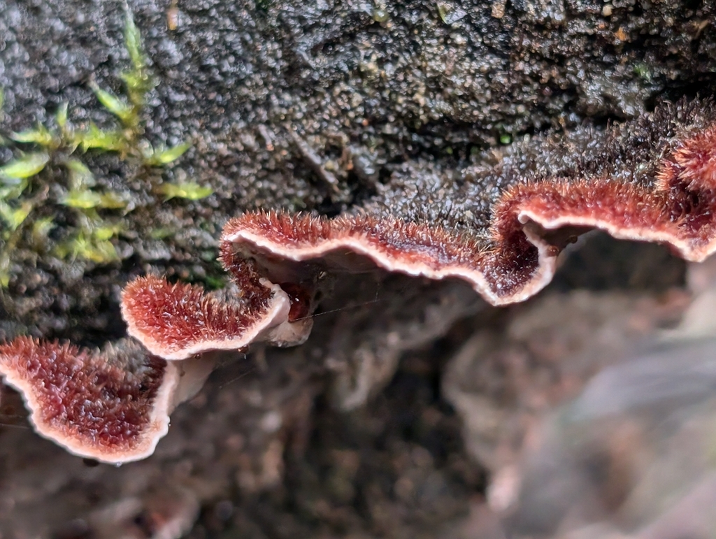 Stereum illudens from Geeveston TAS 7116, Australia on July 9, 2024 at ...