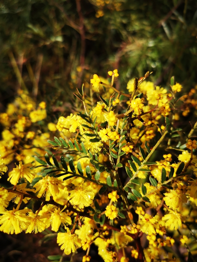 spiny wattle from Blue Mountains National Park on July 3, 2024 at 05:05 ...