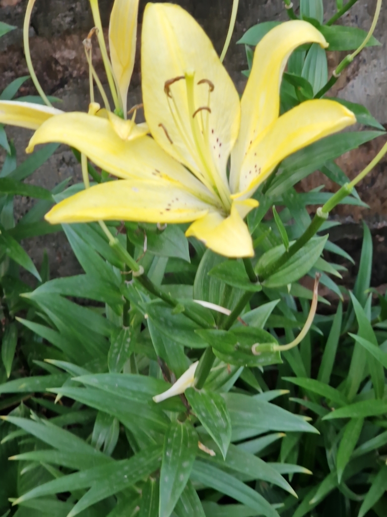 true lilies from Anshan, CN-LN, CN on July 09, 2024 at 06:55 PM by ...