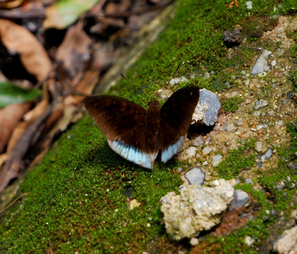 Euthalia mahadeva from Perlis on July 9, 2024 at 01:54 PM by Alexius L ...