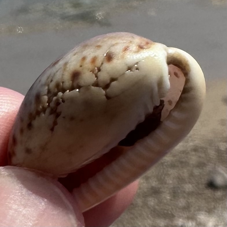 Naria spurca spurca from Milos, Triovasalos, GR on July 9, 2024 at 11: ...