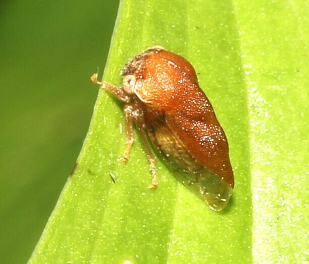 Xantholobus muticus from Laurel Run, PA, USA on July 8, 2024 at 11:10 ...