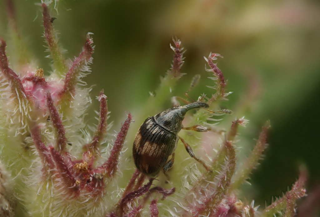 Flower Bud Weevil from Regional Municipality of Durham, ON, Canada on ...