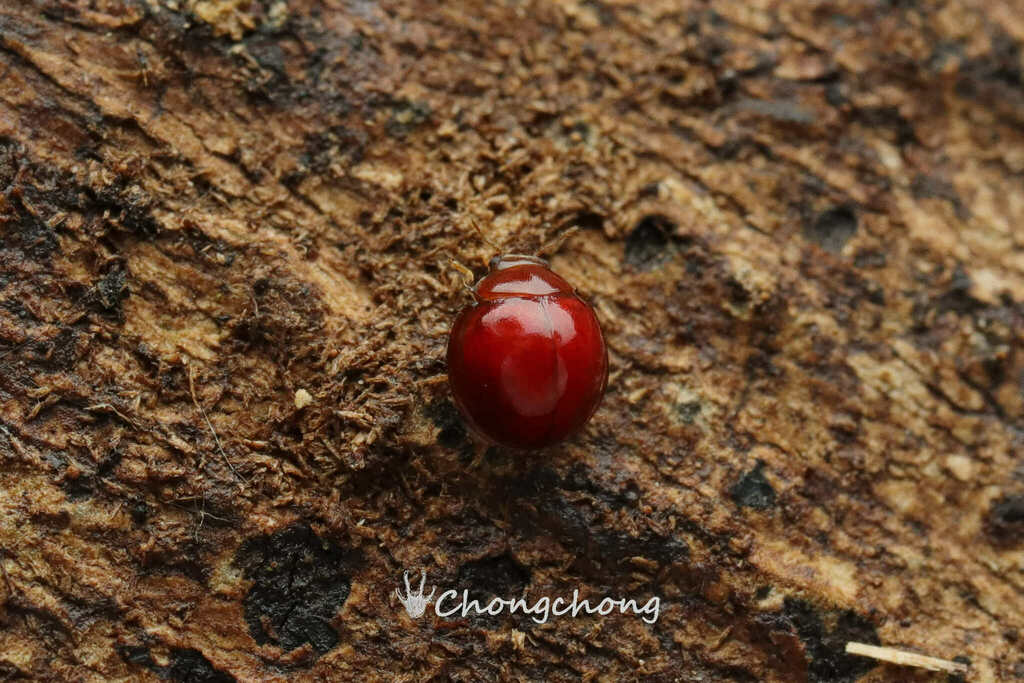 Lady, Fungus, Scavenger, and Bark Beetles from 中国云南省西双版纳傣族自治州勐腊县 on May ...