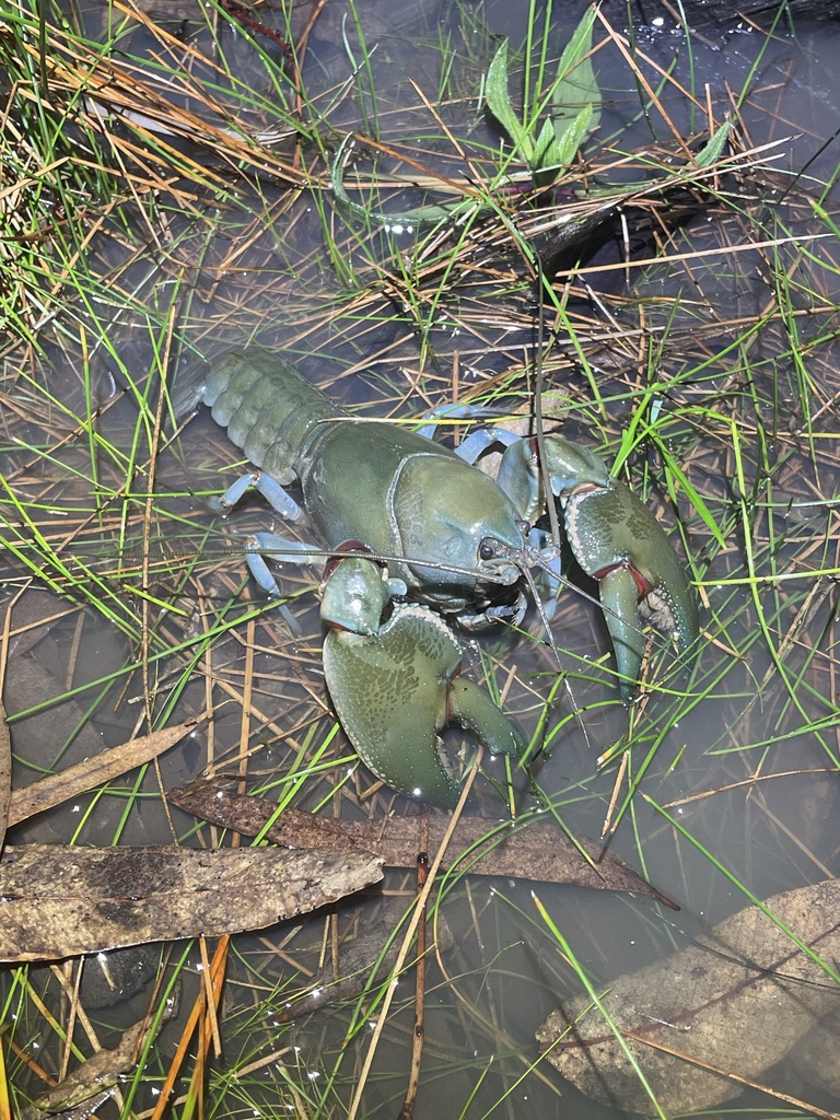 Swamp Yabby in July 2024 by Indra Bone. Big one! Found in flooded river ...