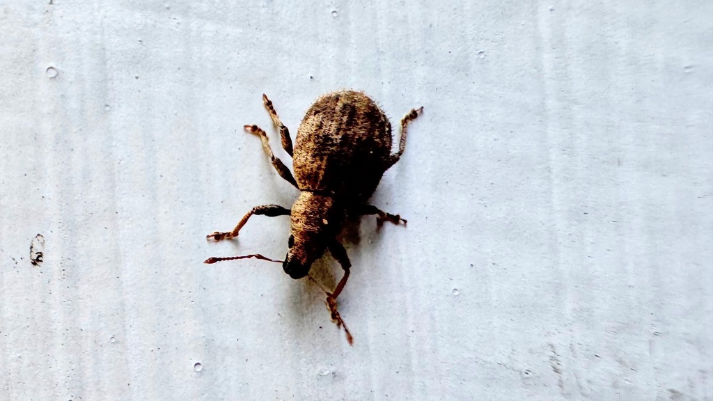 Strawberry Root Weevil from Lake County, MN, USA on July 9, 2024 at 07: ...