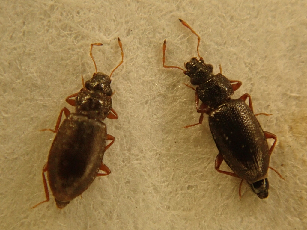 Hydraena from Rajon Bagrationowsk, Oblast Kaliningrad, Russland on July ...