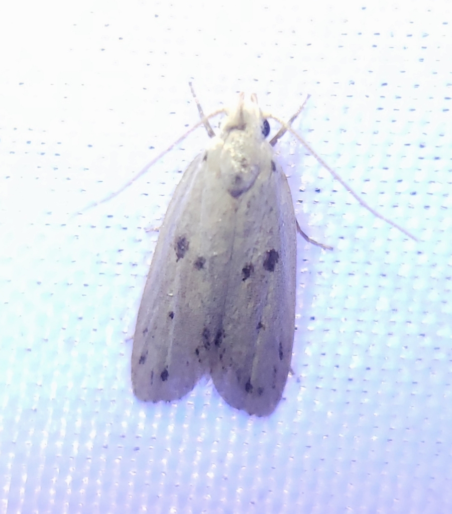 Scythropiodes issikii from Monkton, MD, USA on July 2, 2024 at 10:11 PM ...