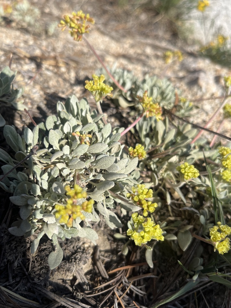 Frosted Buckwheat from Inyo National Forest, Inyo County, US-CA, US on ...