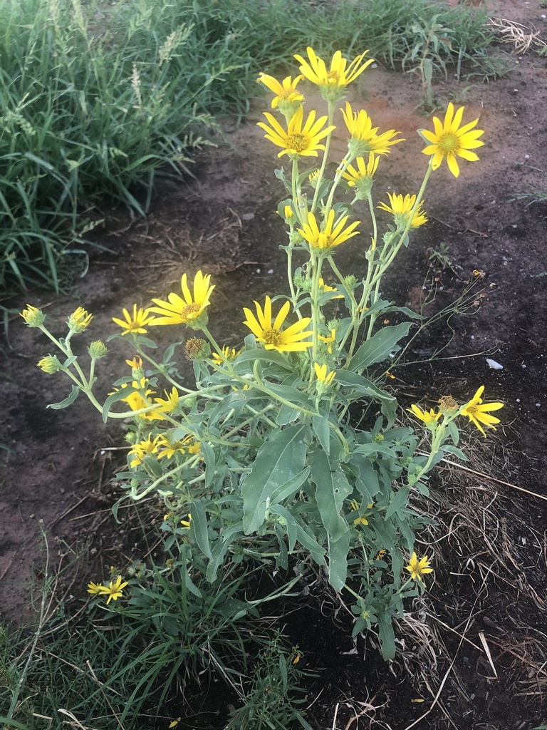 cowpen daisy from N May Ave, Edmond, OK, US on July 7, 2024 at 06:32 PM ...