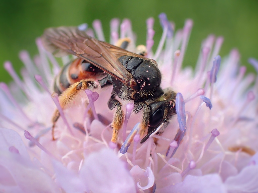 Large Scabious Mining Bee from 5954 Beesel, Nederland on May 30, 2019 ...