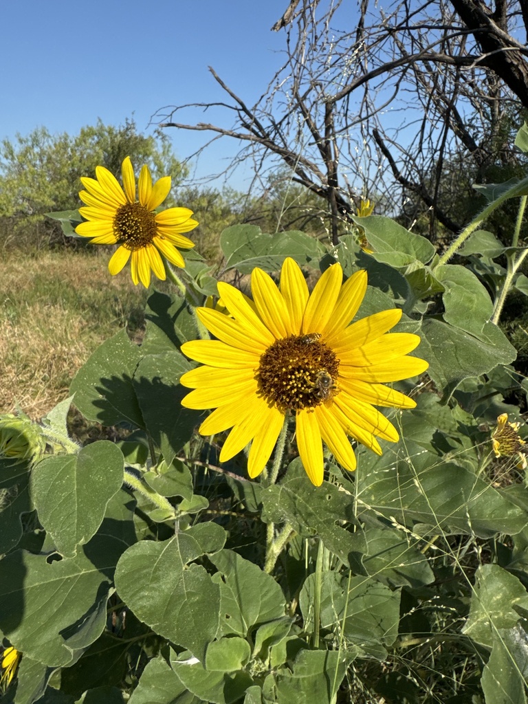 Common Sunflower from Lewisville, TX, US on July 7, 2024 at 08:25 AM by ...
