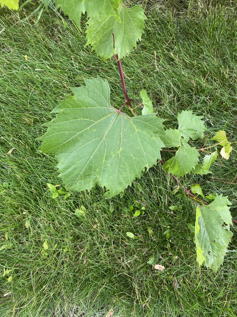 riverbank grape from Coon Rapids, MN, USA on June 29, 2024 at 02:54 PM ...