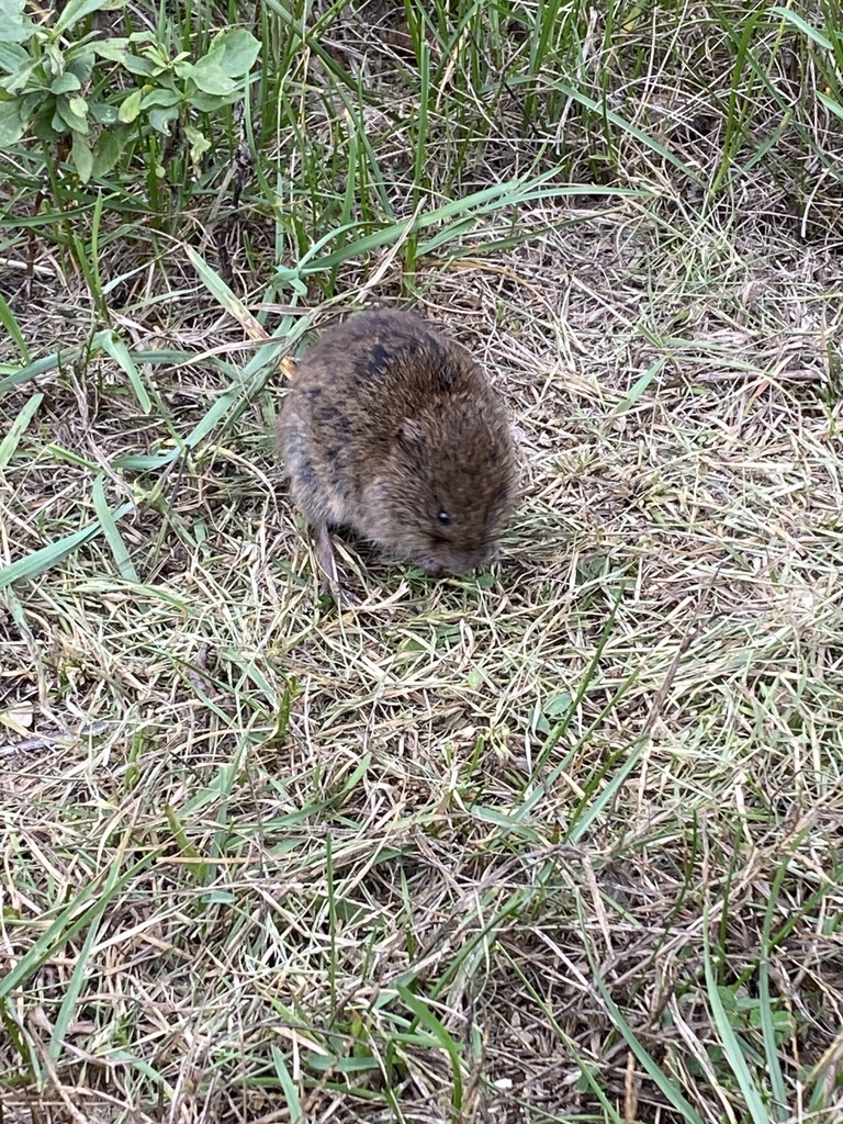 Meadow Vole from Richfield, MN, USA on October 4, 2023 at 05:13 PM by ...
