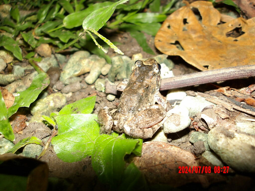 Smooth-skinned Ditch Frog from Tobago, Trinidad and Tobago on July 8 ...