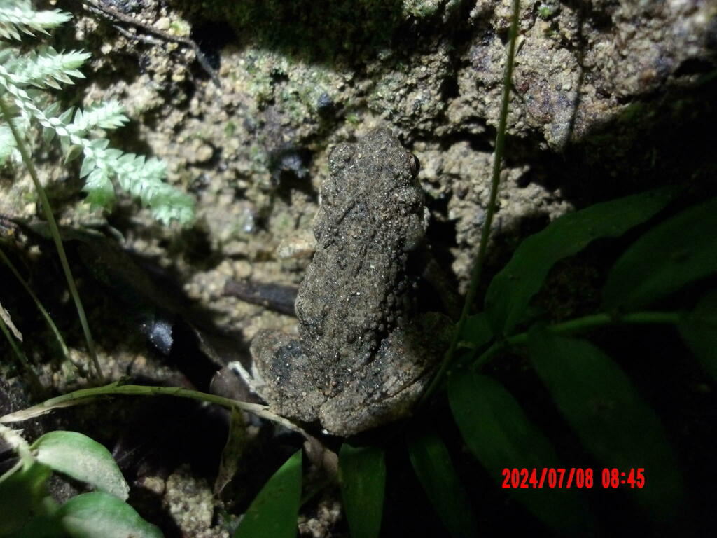 Túngara Frog from Tobago, Trinidad and Tobago on July 8, 2024 at 08:45 ...