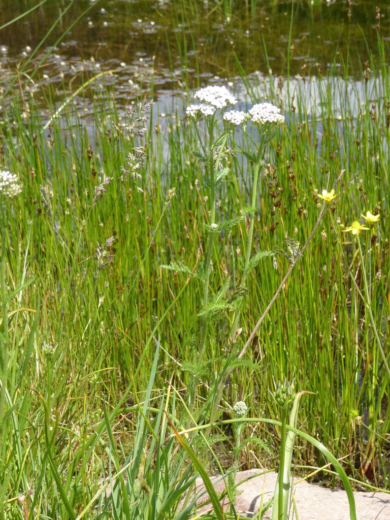common yarrow from Mill Creek, CA on June 05, 2016 at 02:07 PM by Janet ...