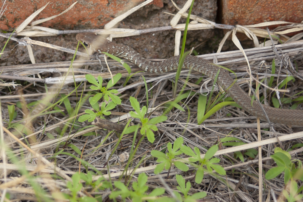 Neotropical Whip Snake from Ojuelos de Jalisco, Jal., México on July 7 ...