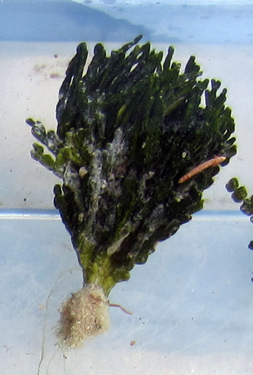 Halimeda monile (J.Ellis & Sol.) J.V.Lamour., 1816