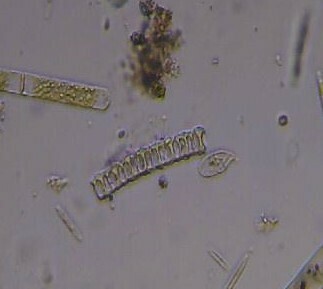 Desmidium from 94 Passau, Deutschland on July 9, 2024 at 05:18 PM by ...